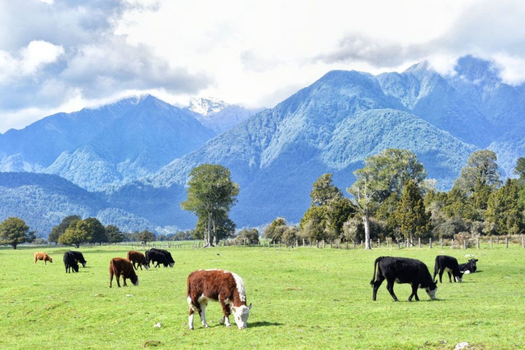 Regenza® definition for regenerative NZ pastoral farming – Quin Fert